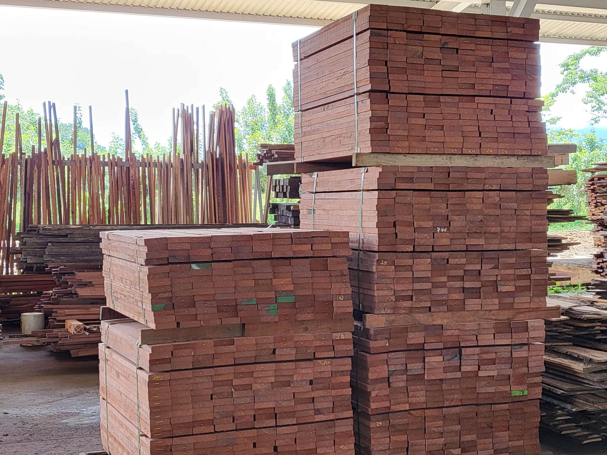 Humiriastrum procerum – Chanú – Holystone Group